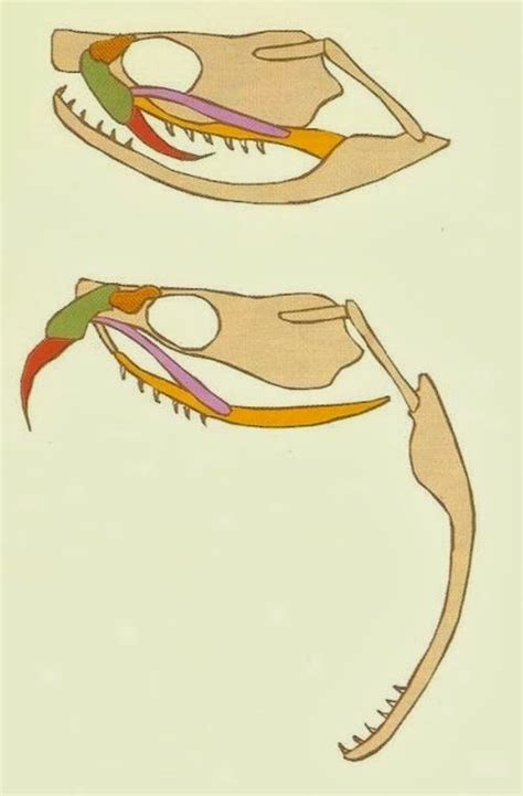 Life Is Short But Snakes Are Long Basics Of Snake Fangs