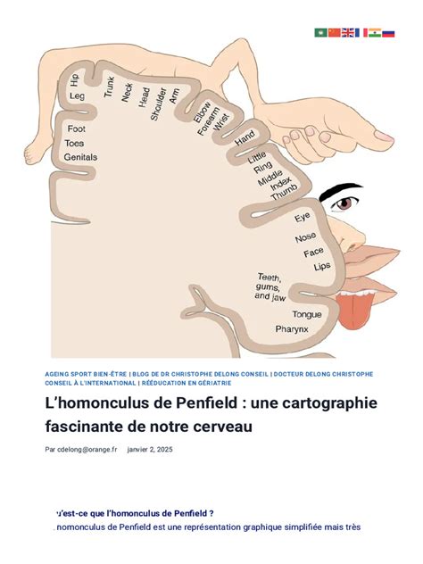 Lhomonculus De Penfield Expliqué Pdf Cerveau Système Nerveux
