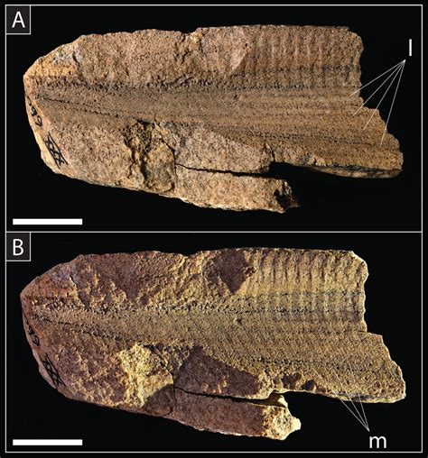 The Life And Times Of Pteridinium Simplex Paleobiology Cambridge Core
