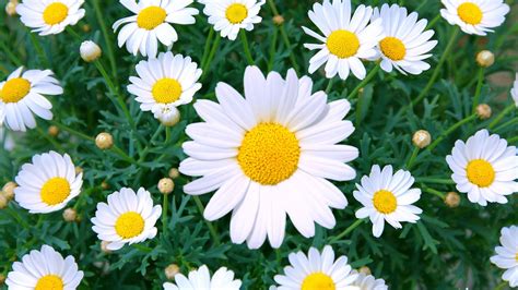 Where Can I Buy Daisy Flowers Near Me At Netwarrenblog Blog