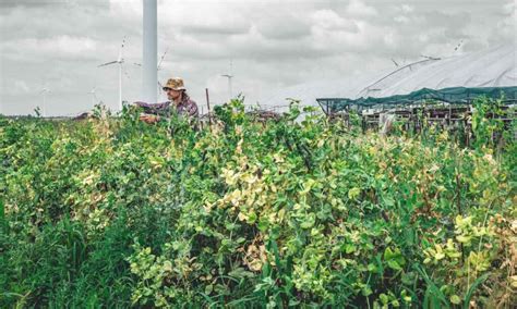 Beuschel ★ Rezept Aus Dem Kochbuch „sautanz“
