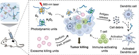 A Smart Dna Hydrogel Enables Synergistic Immunotherapy And Photodynamic