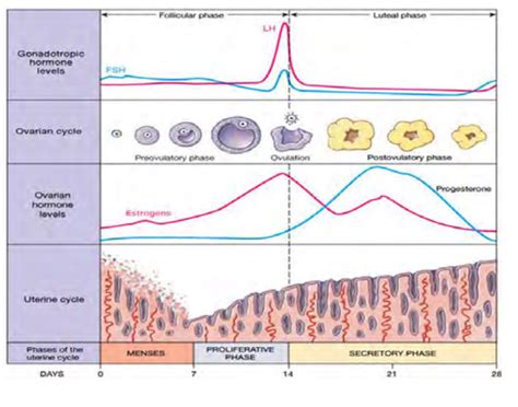 Mcat Biology Flashcards Quizlet