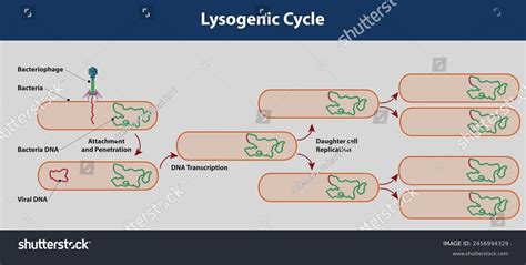 Lysogenic Cycle Vector Illustration Stock Vector Royalty Free 2456994329 Shutterstock