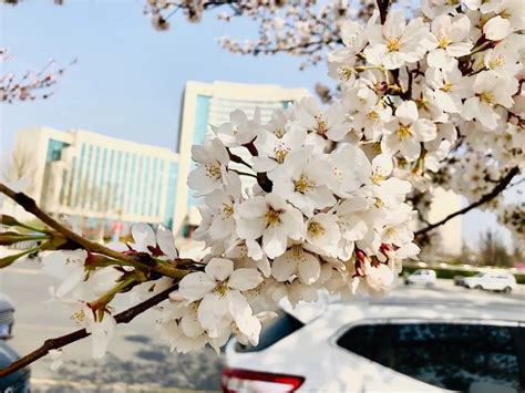 花开啦2020潍坊春季赏花地图攻略附花期时间赏花地点趁天晴赶紧约 油菜花