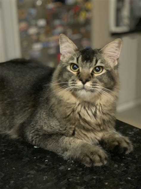 Naughty Cat Chews And Destroys Owners College Degree