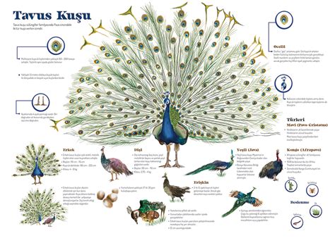 Peacock Infographic Design Behance Peacock Infographic Design Behance