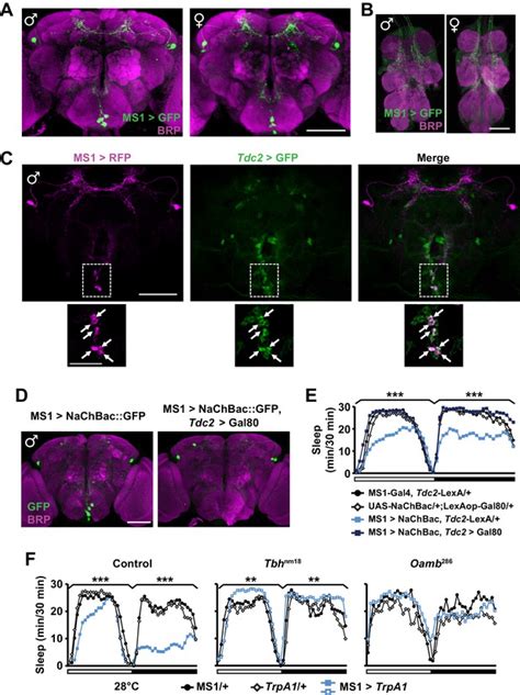 Identification Of Octopaminergic Neurons That Modulate Sleep Suppression By Male Sex Drive Elife