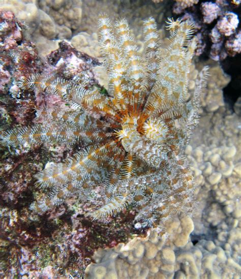 Kslof Coral Reef Education Free Coral Life Cycle Courseliving Oceans Foundation