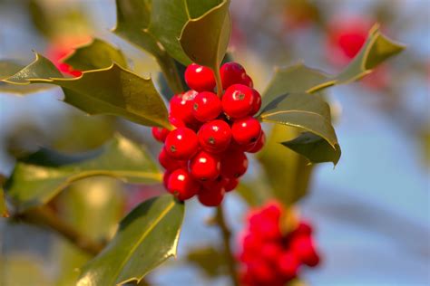 Christmas Holly Ilex Free Photo On Pixabay Pixabay