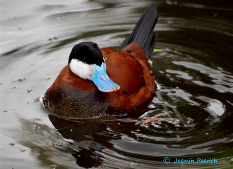 Schwarzkopf-Ruderente Foto & Bild | natur, entenvögel, tiere Bilder auf ...