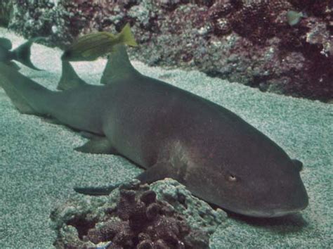 Galerie Web Photo Adobe