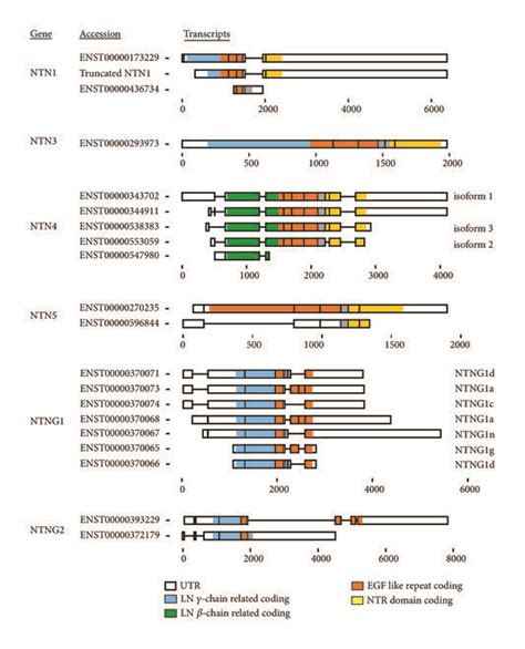 Schematic Exonic Composition Of The Alternative Spliced Netrin Isoforms