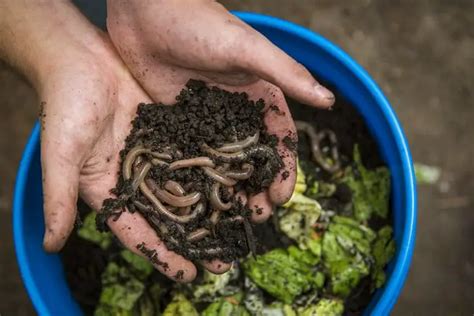 Vermicomposting Breaking Down Advantages And Disadvantages