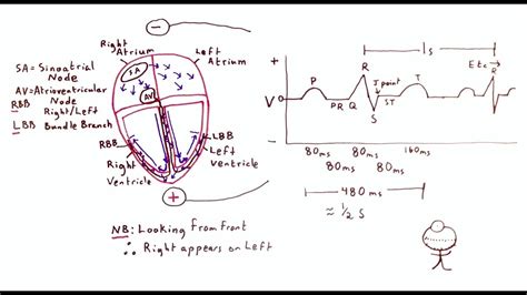 Cardiac Conduction System Ecg