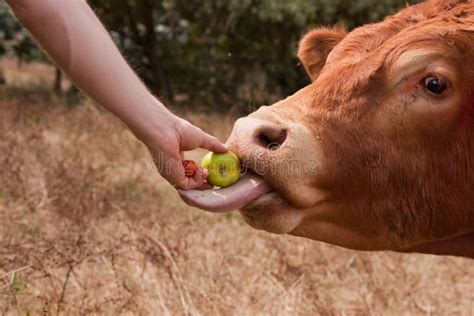 Bull Che Mangia La Mano Ha Alimentato La Mela Con La Linguetta Lunga Fotografia Stock Immagine