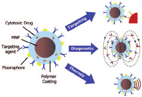 A Cartoon Showing The Applications Of Multifunctional Magnetic Download Scientific Diagram