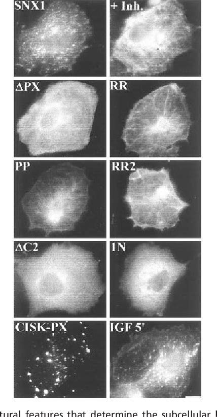 Figure 2 From Endosomal Localization And Function Of Sorting Nexin 1 Semantic Scholar