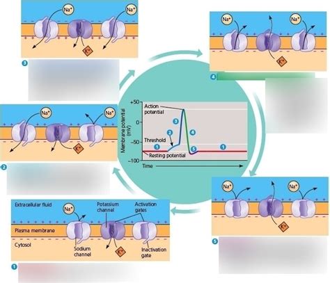 Generation Of Action Potential Diagram Quizlet