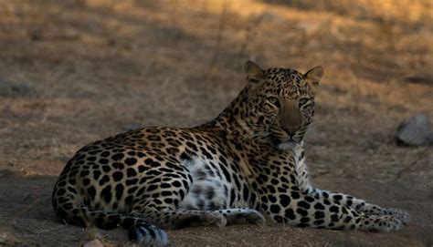 An Interview With Wildlife Photographer Pradeep Sutar