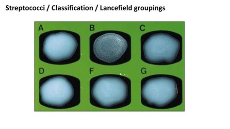 Introduction To Microbiology Ppt Download