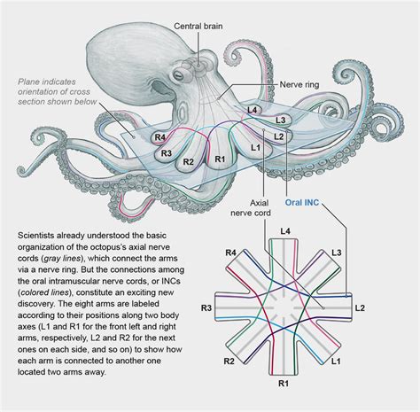 Octopus Brain Vs Human Brain Octopus And Squid Senses Linked To Human