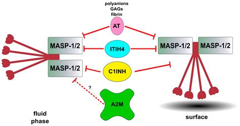 Ijms Free Full Text The Lectin Pathway Of The Complement System—activation Regulation