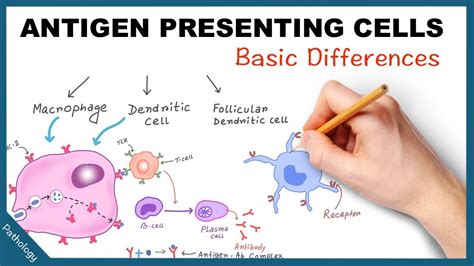 Antigen Presenting Cell Types
