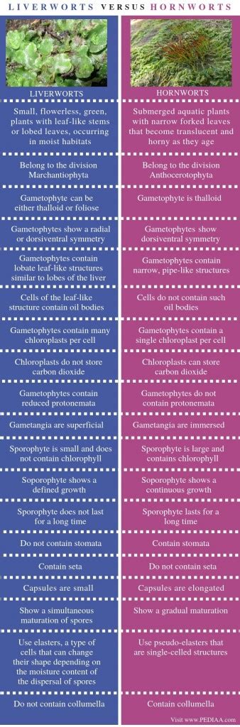 What Is The Difference Between Liverworts And Hornworts Pediaa Com