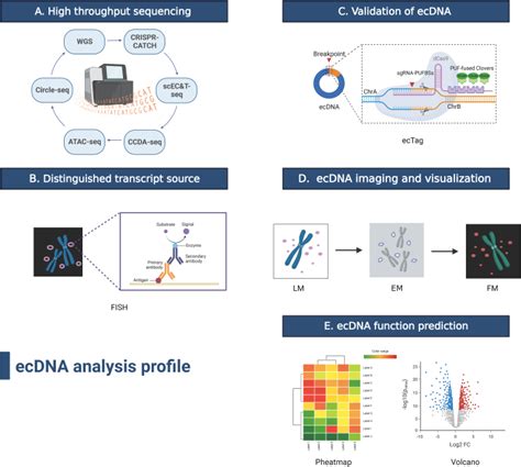 Insight On Ecdna Mediated Tumorigenesis And Drug Resistance Pmc