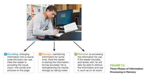 Cog Neuro Memory Intro Flashcards Quizlet