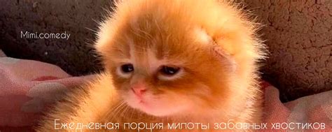 Mimi Comedy Канал с самыми милыми и забавными животными Хочешь поднять настр 2025 ВКонтакте