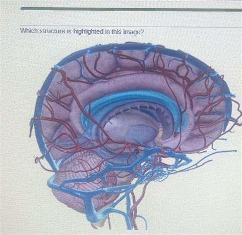 Solved Which Structure Is Highlighted In This Image Course Hero