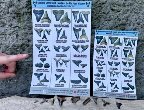 Shark Tooth Identification