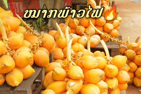 ເລມ້ອນ ສວນເບ້ຍໄມ້ທຸກຊະນິດ Lemon Seedling Garden 🌴🌴ໝາກພ້າວໄຟ🌴🌴 ພັນໝາກດົກໜາ