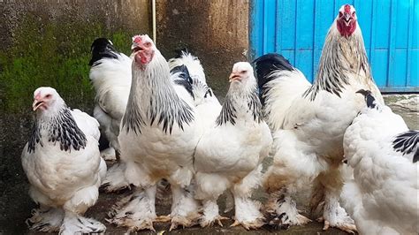 দেশি মুরগি টাইগার মুরগি ফাওমি মুরগি ক্রয় বিক্রয়