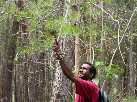 Pngtreeskey Pinus Strobus L