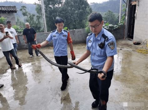 体型有点大云南一村民厨房进了一条毒蛇一家人都被被吓得不敢进厨房 眼镜蛇 唐某 板桥镇