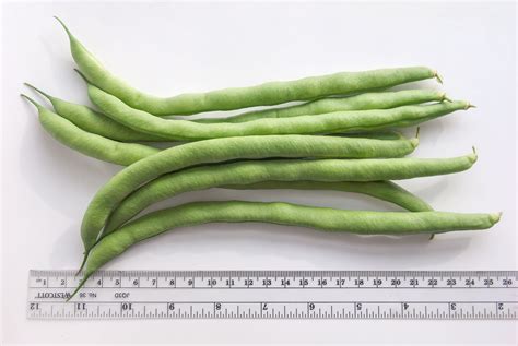 Фасоль в гидропонике