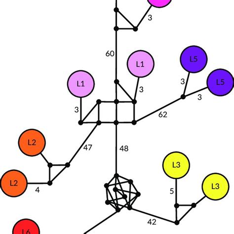 Haplotype Network Based On Three Concatenated Mitochondrial Genes 16 Download Scientific