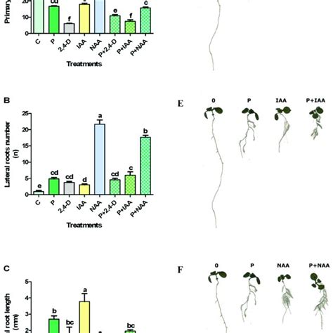 Primary Root Length A D Lateral Roots Number B E And Lateral Root Download Scientific