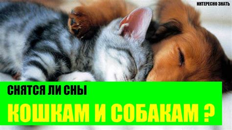 Снятся ли собакам и кошкам сны Youtube
