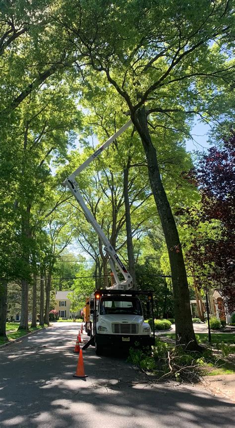 Tree Removal Tree Services Tree Trimming Stump Removal In Paramus NJ