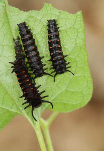 Whats In Your Watershed Gorgeous And Poisonous The Pipevine Swallowtail Butterfly The
