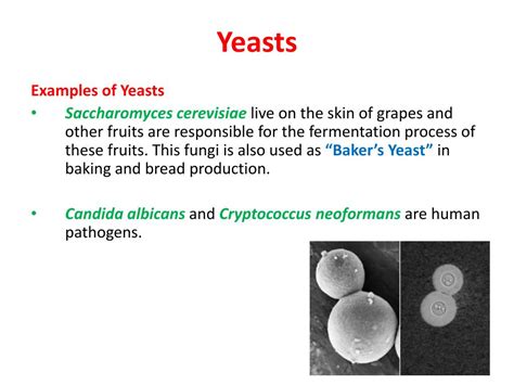 Ppt Fungi Powerpoint Presentation Free Download Id 2225054