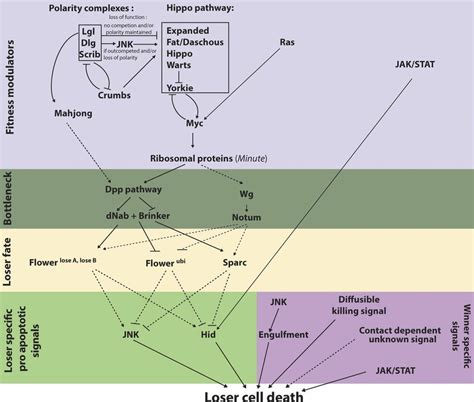 Cell Competition And Cell Selection Are Multistep Processes Schematic