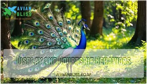 Bird Facts About Feathers Structure Types And Fascinating Functions