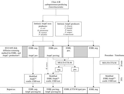 Detection Of Extended Spectrum β Lactamases Esbls And Ampc In Class A And Class B