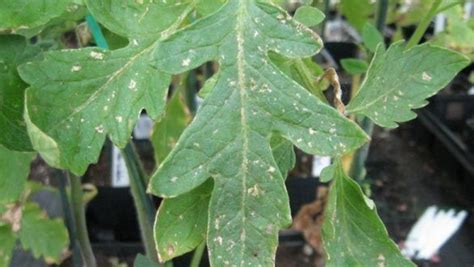 Бели листни петна по доматите Agri Bg