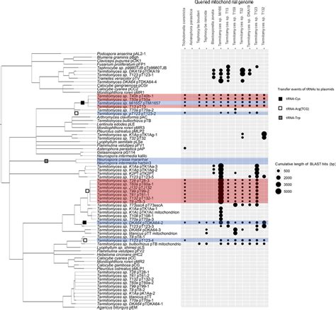 Midpoint Rooted Maximum Likelihood Phylogeny Of Fungal Linear Plasmids